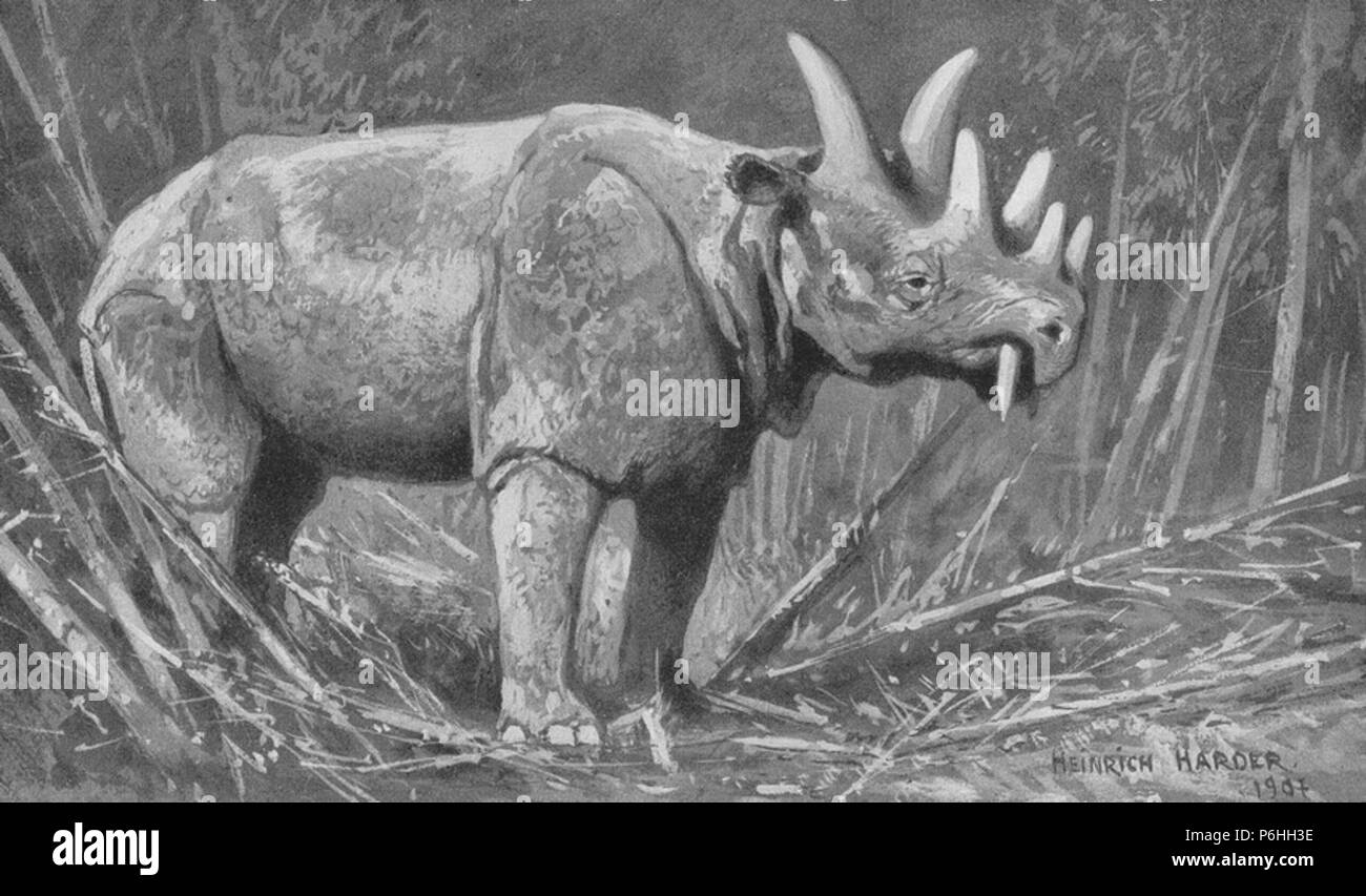 Dinoceras hi-res stock photography and images - Alamy