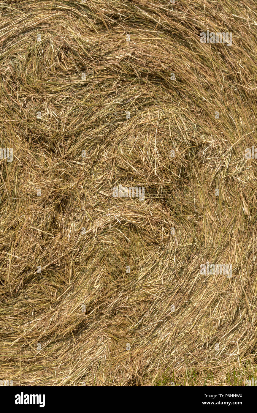 Hay forage hi-res stock photography and images - Alamy
