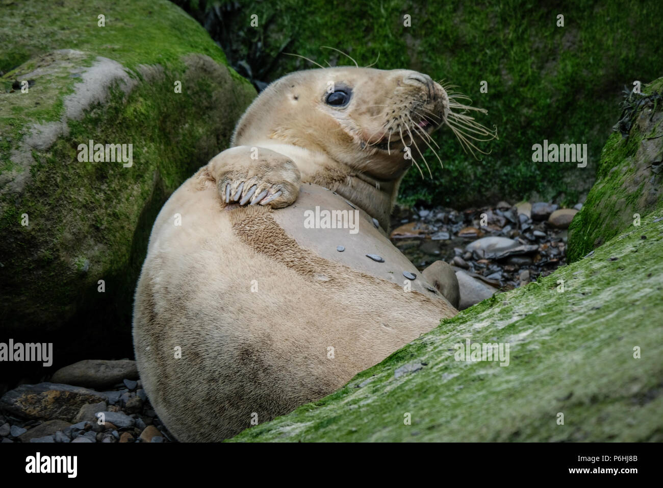 The seal colony at Ravenscar can be reached by taking the steep walk ...