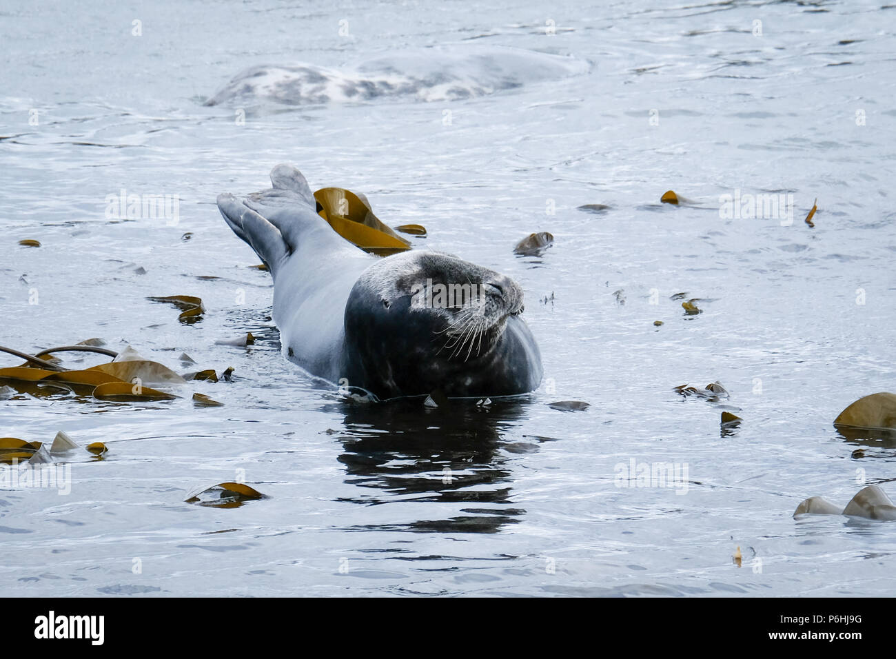 The seal colony at Ravenscar can be reached by taking the steep walk ...