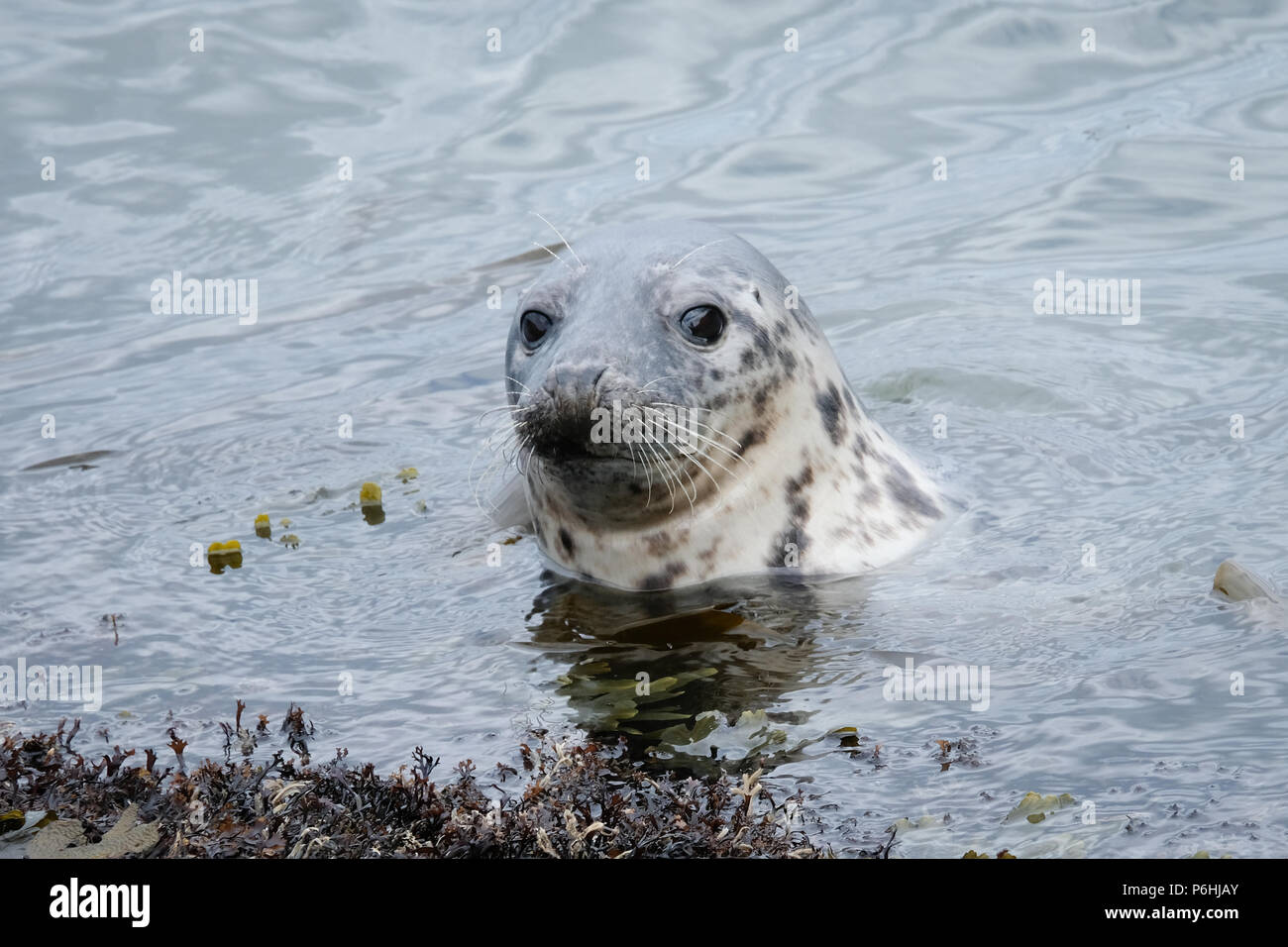 The seal colony at Ravenscar can be reached by taking the steep walk ...