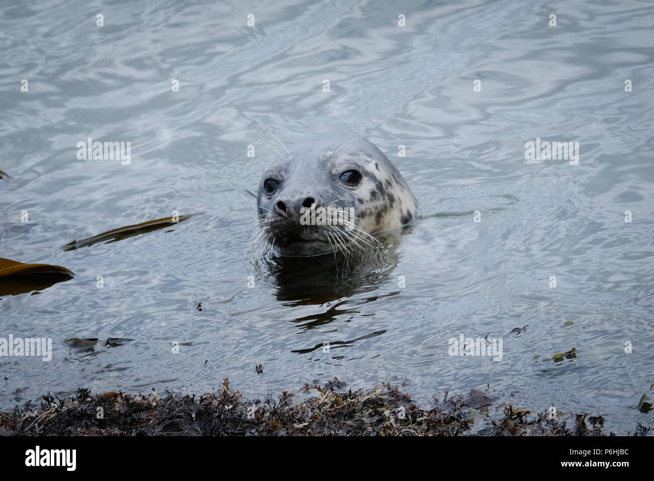 The seal colony at Ravenscar can be reached by taking the steep walk ...