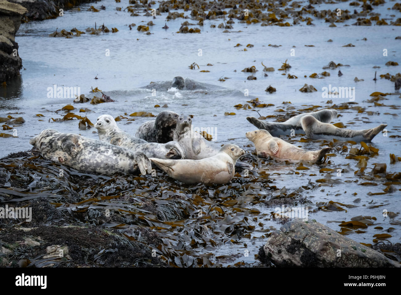 Peak Alum Works Ravenscar High Resolution Stock Photography and Images ...