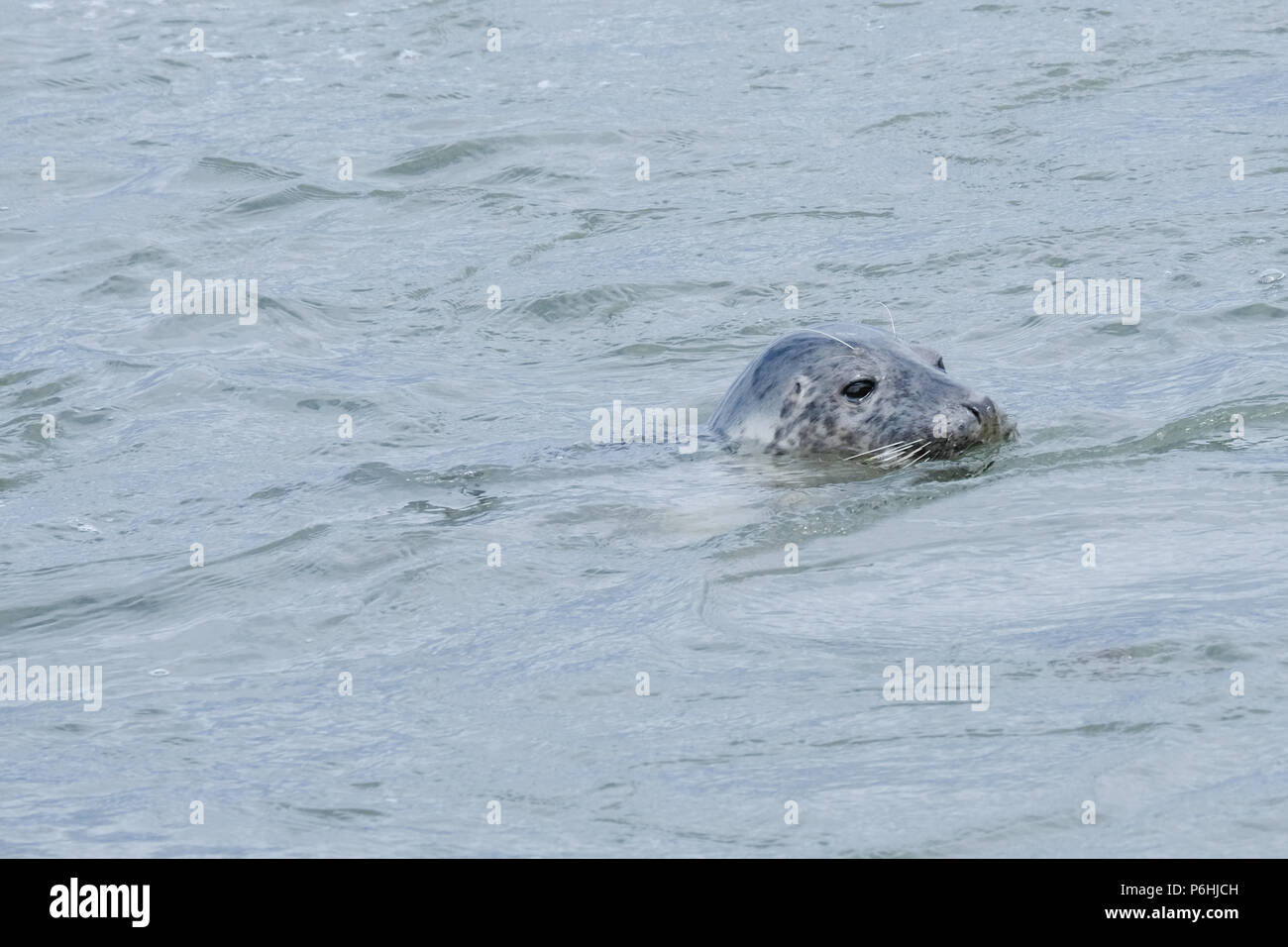 The seal colony at Ravenscar can be reached by taking the steep walk ...