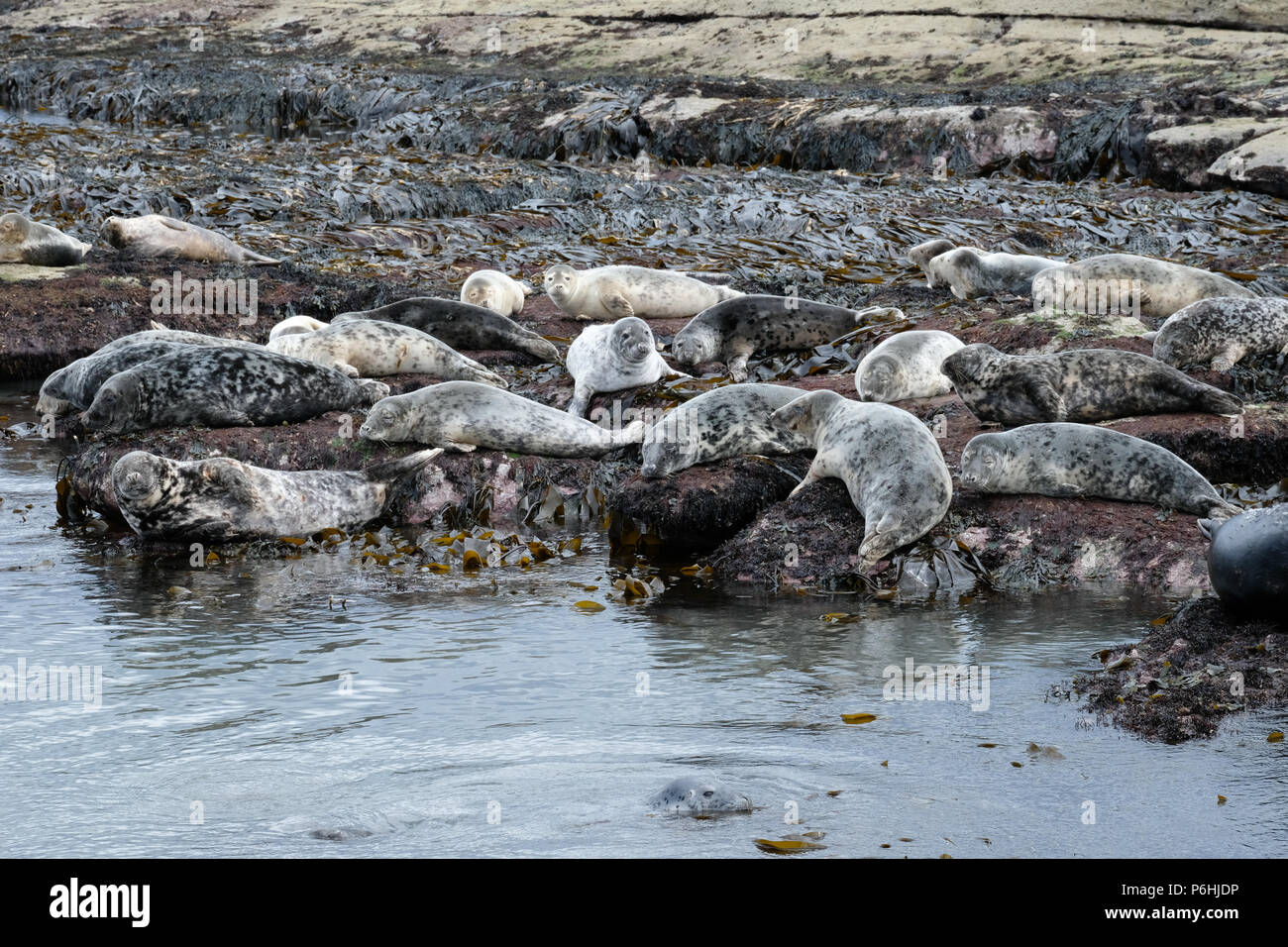 The seal colony at Ravenscar can be reached by taking the steep walk ...