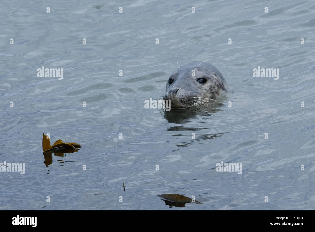 The seal colony at Ravenscar can be reached by taking the steep walk ...