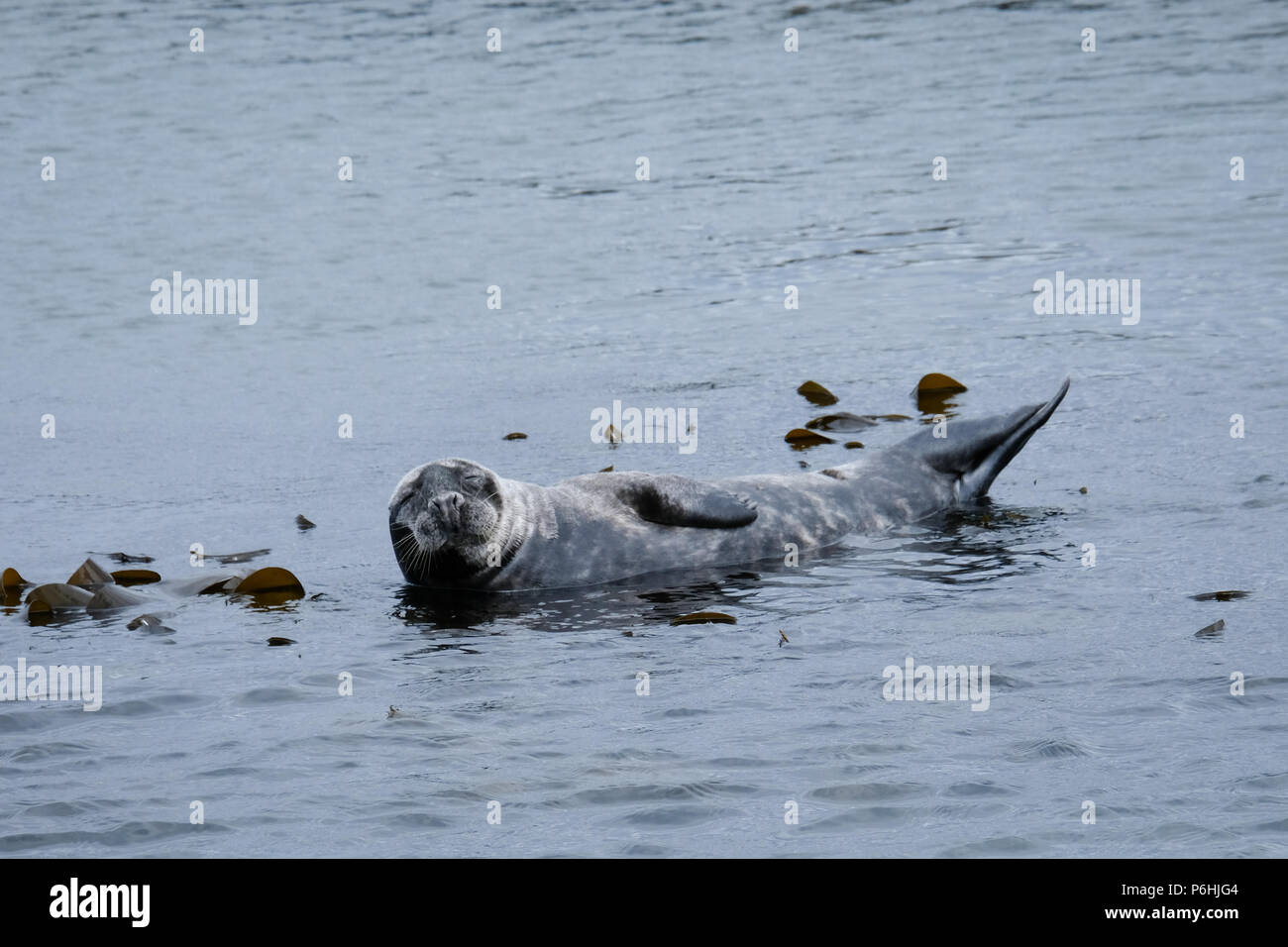 The seal colony at Ravenscar can be reached by taking the steep walk ...