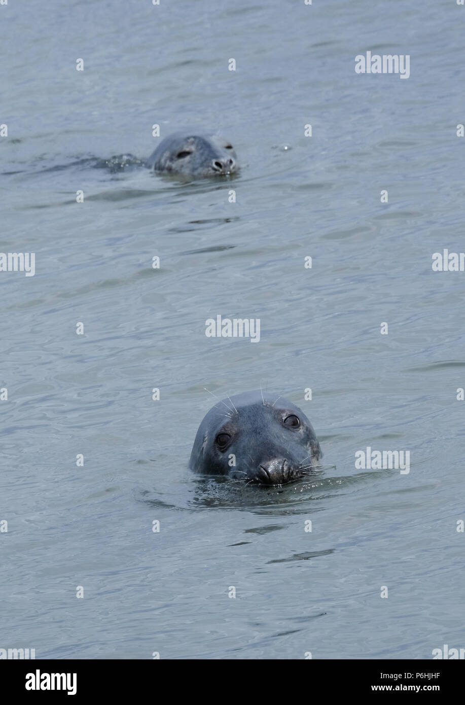 The seal colony at Ravenscar can be reached by taking the steep walk ...