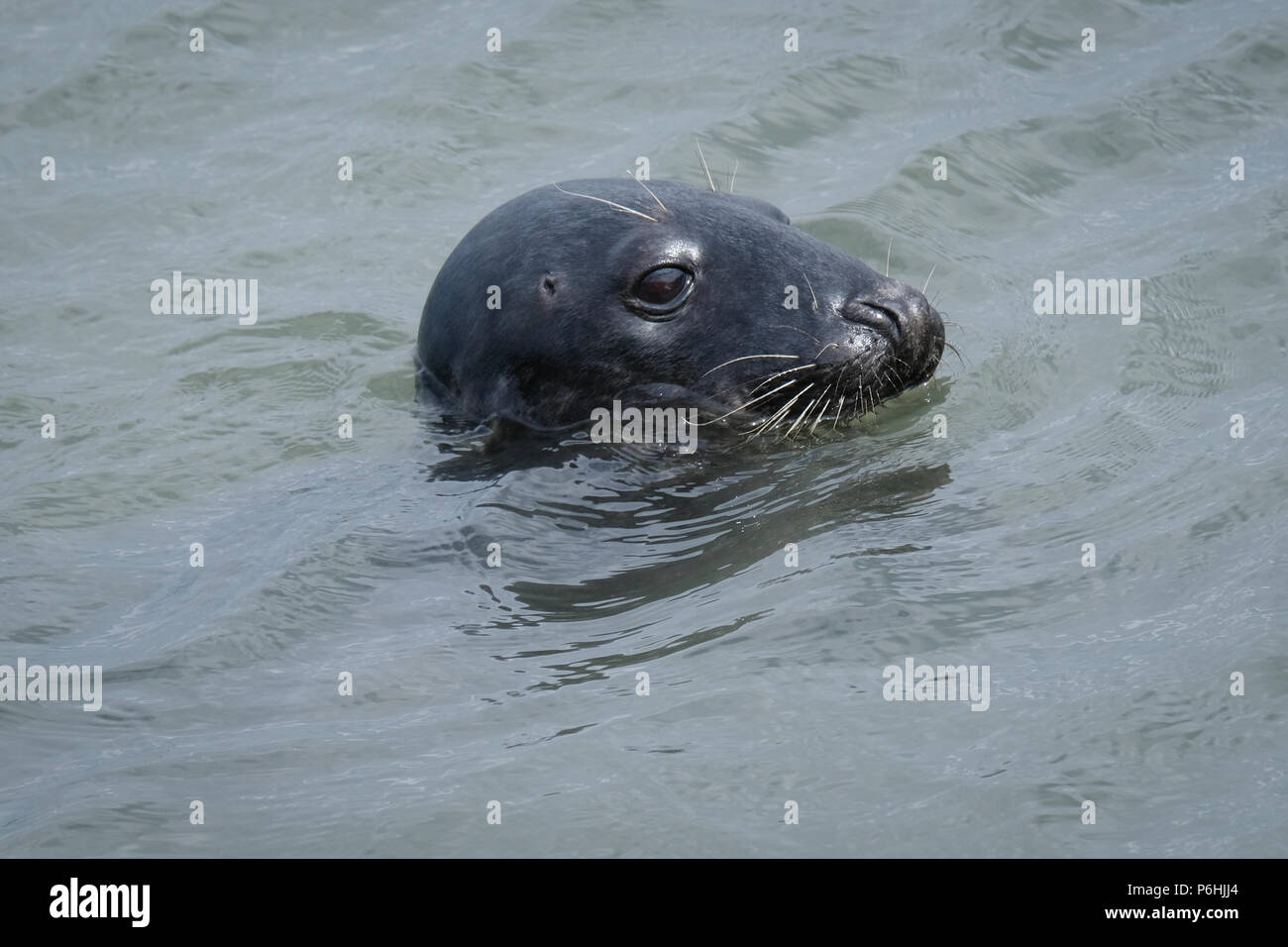 The seal colony at Ravenscar can be reached by taking the steep walk ...