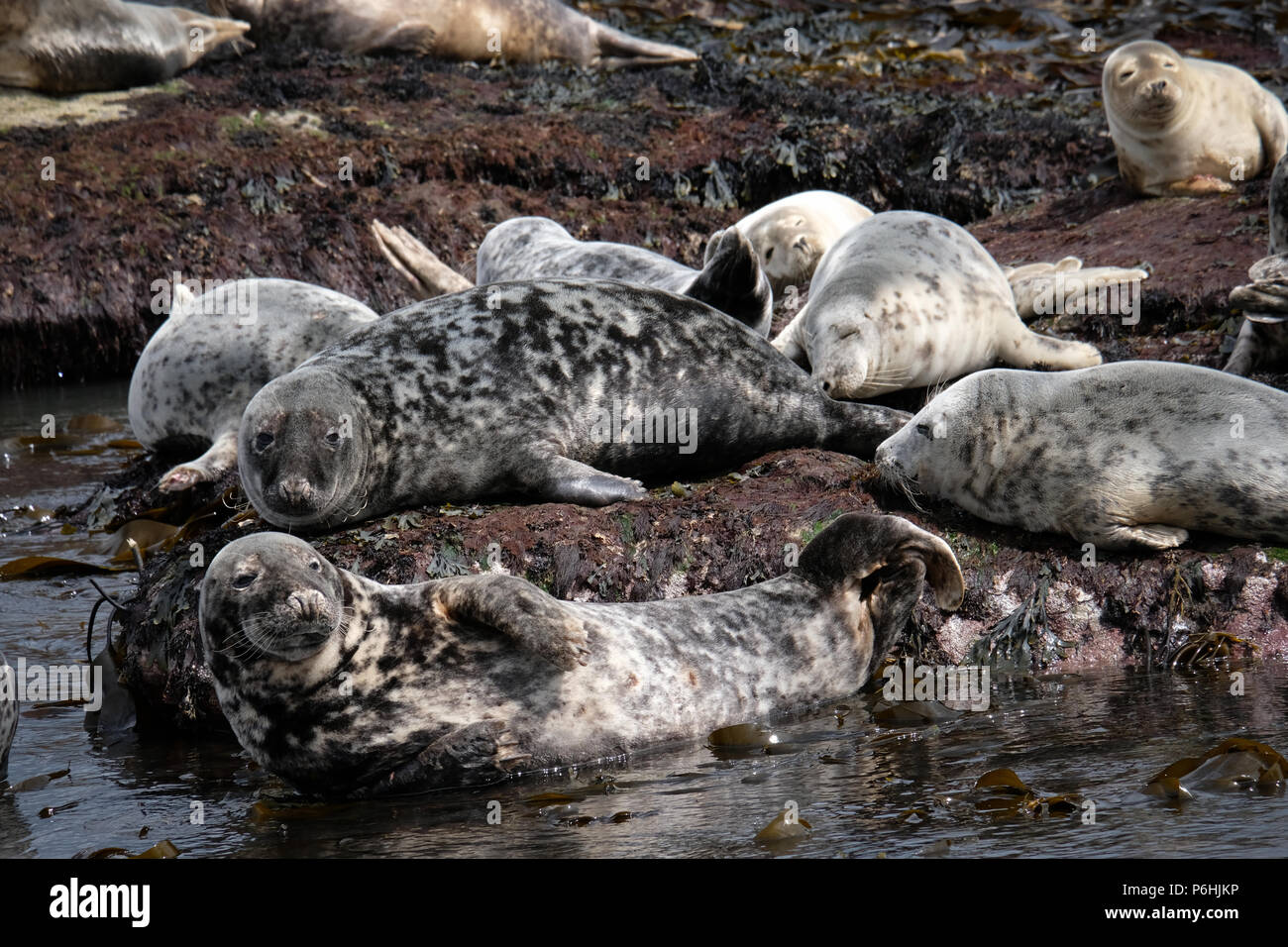 The seal colony at Ravenscar can be reached by taking the steep walk ...