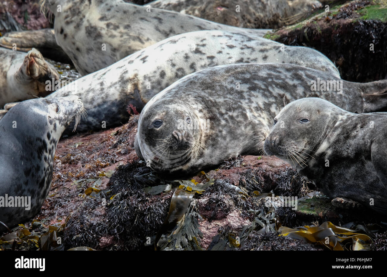 The seal colony at Ravenscar can be reached by taking the steep walk ...