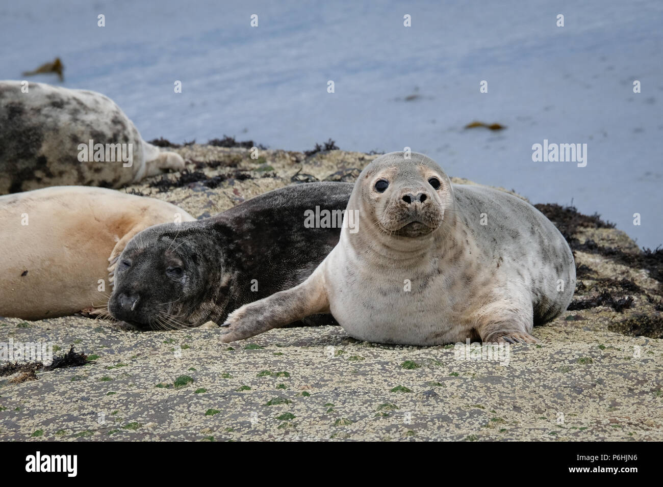 The seal colony at Ravenscar can be reached by taking the steep walk ...