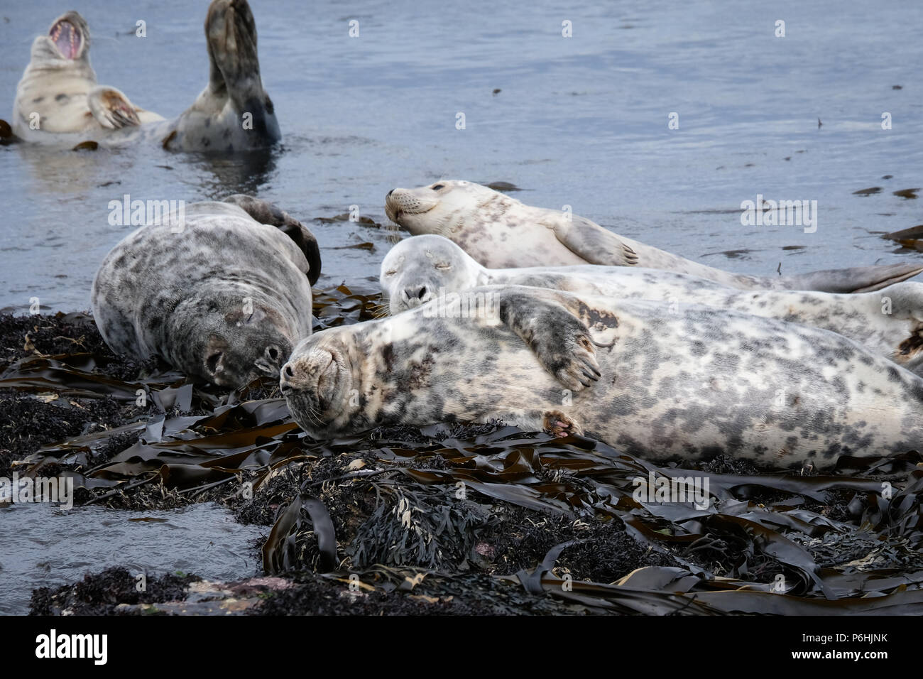 The seal colony at Ravenscar can be reached by taking the steep walk ...