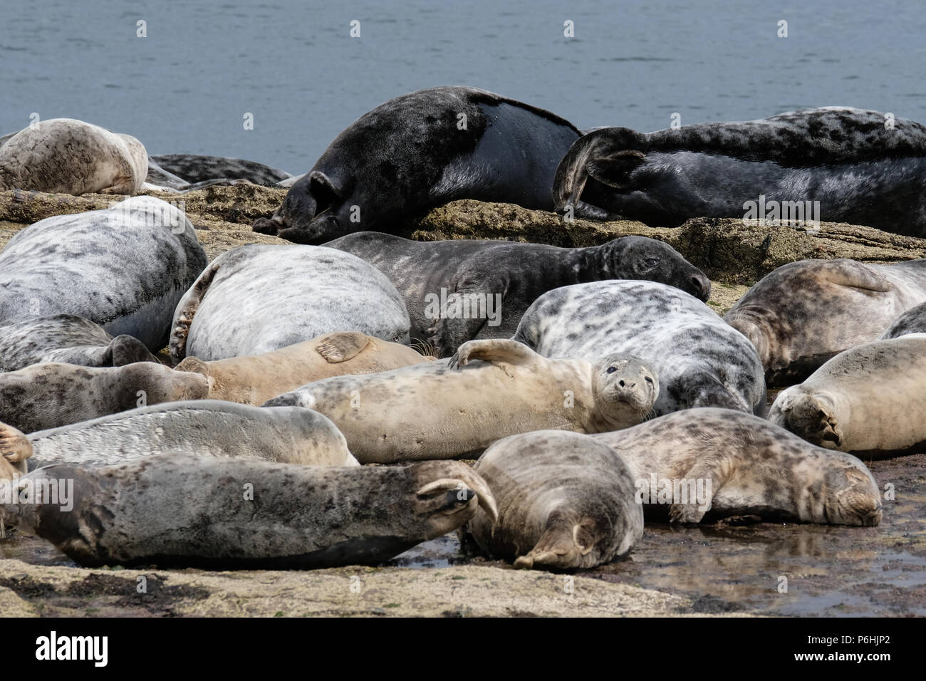The seal colony at Ravenscar can be reached by taking the steep walk ...