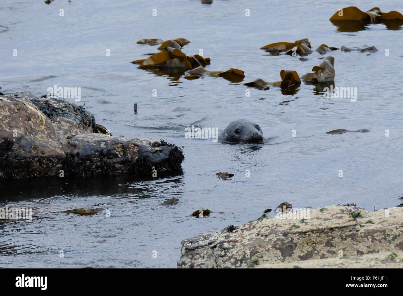 The seal colony at Ravenscar can be reached by taking the steep walk ...