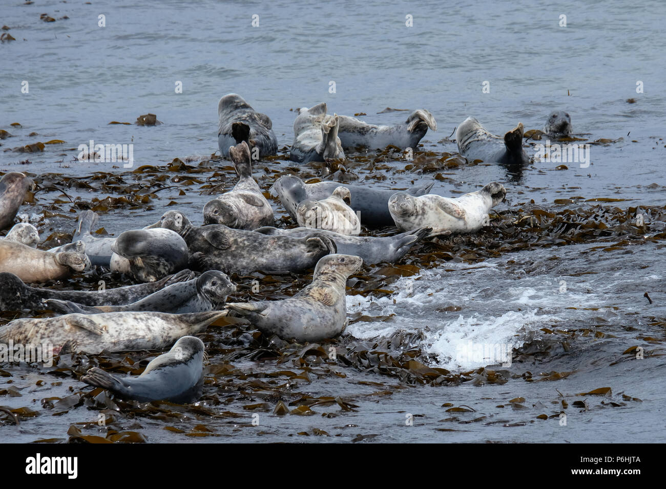 Seal ravenscar hi-res stock photography and images - Alamy