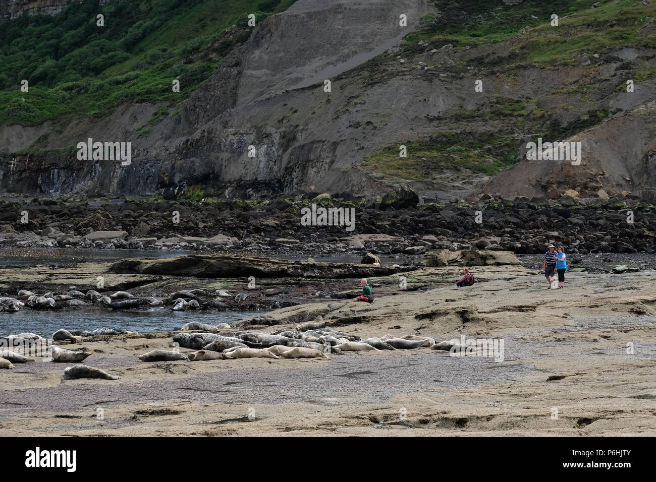 Two people in the distance watch the wild seals on the rocka at ...