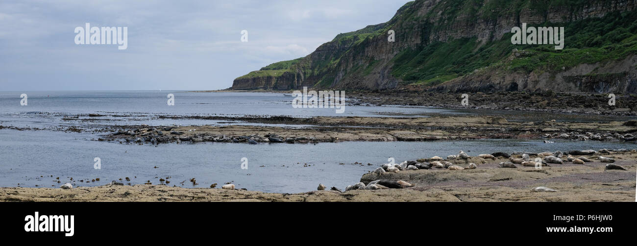 General view of the Ravenscar seal colony resting on the rocks and ...