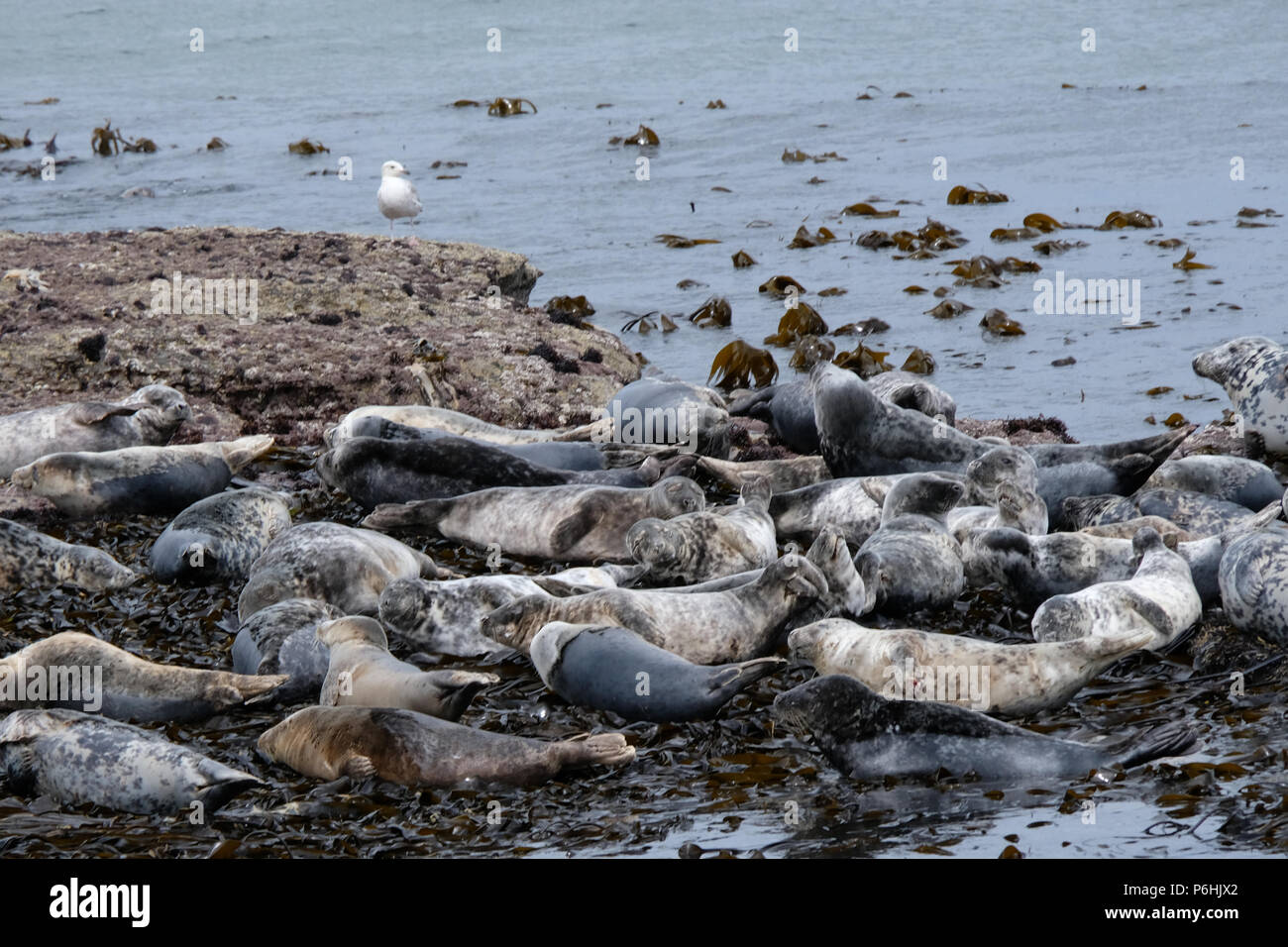 Peak alum works ravenscar hi-res stock photography and images - Alamy