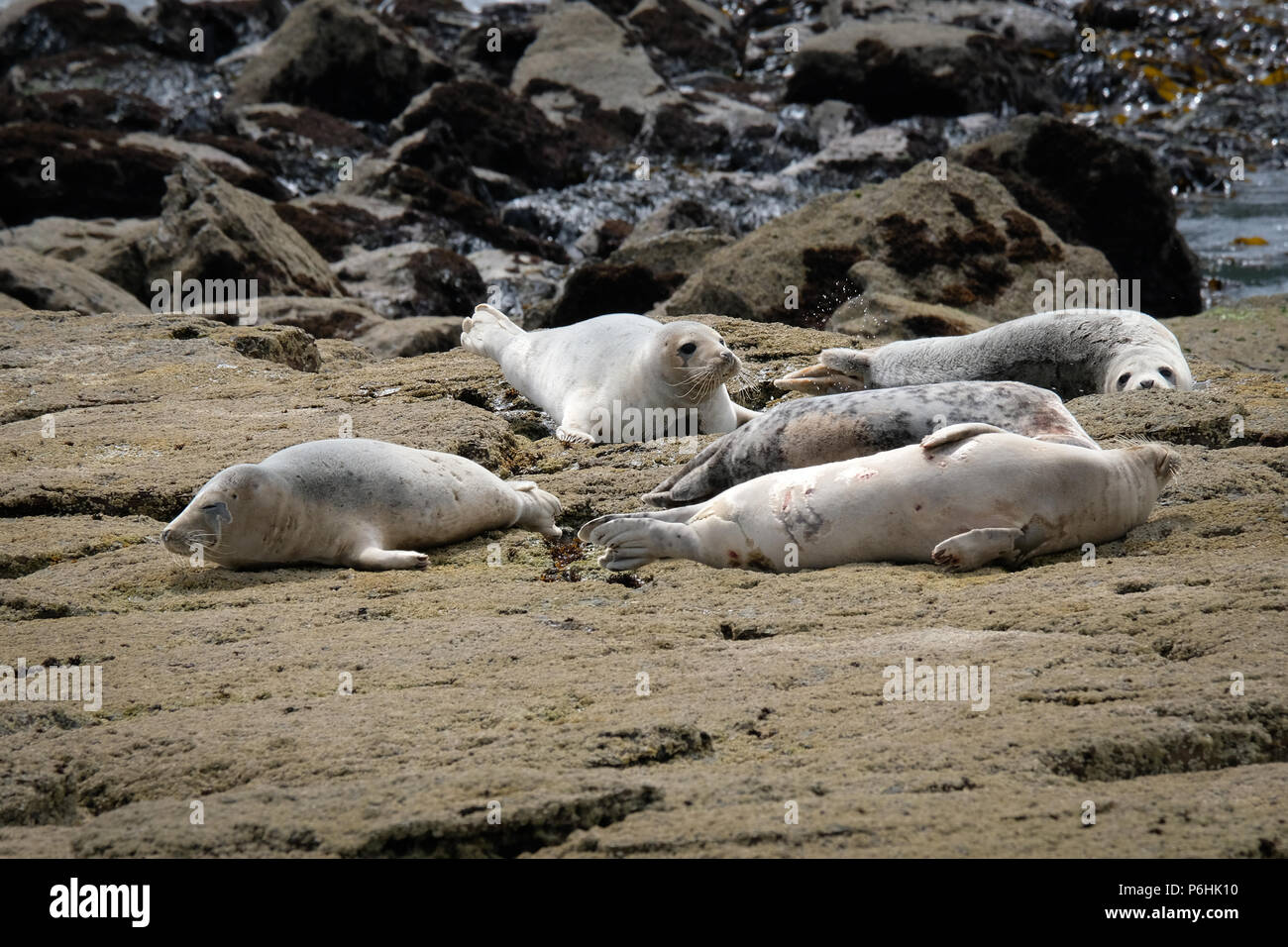 General view of the Ravenscar seal colony resting on the rocks and ...
