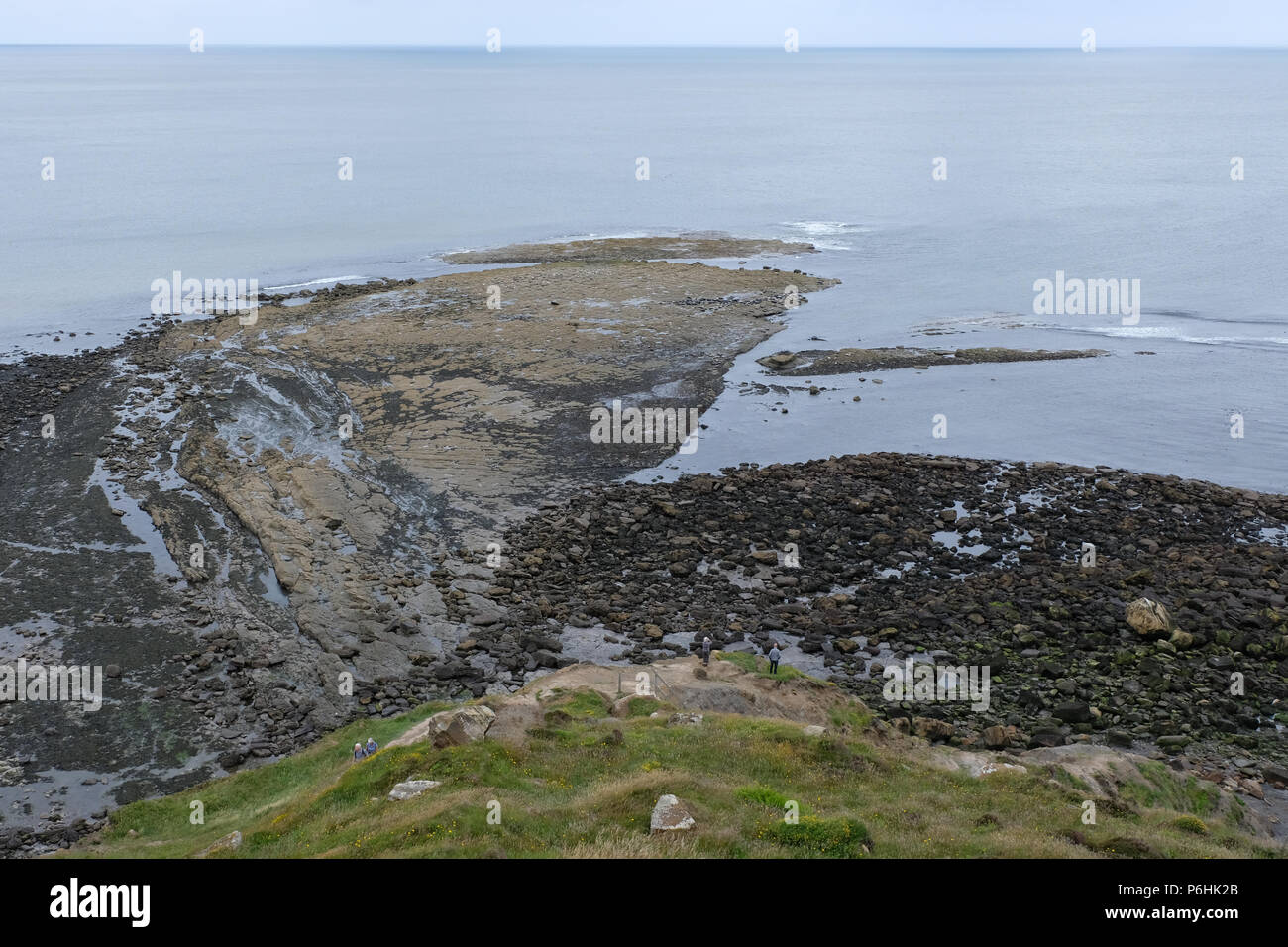 General view of the Ravenscar seal colony resting on the rocks and ...