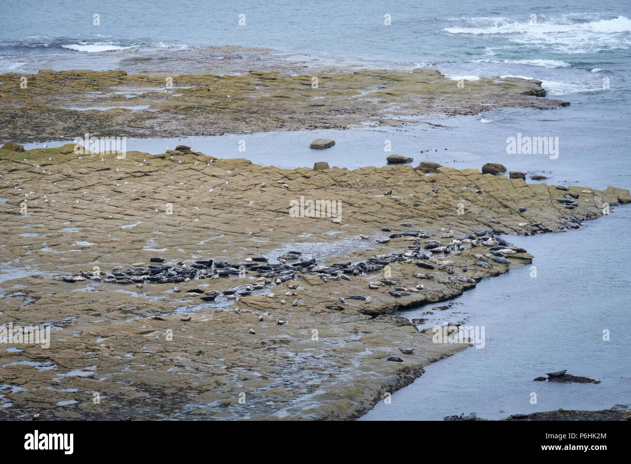 General view of the Ravenscar seal colony resting on the rocks and ...
