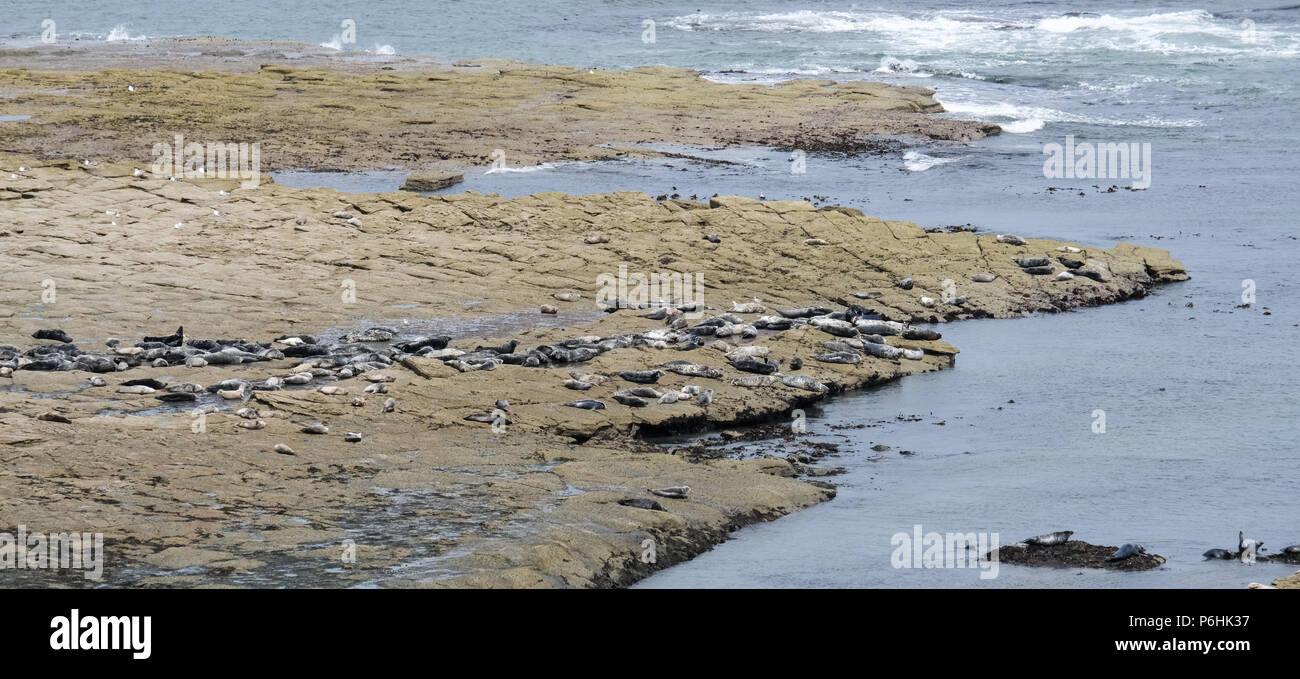 General view of the Ravenscar seal colony resting on the rocks and ...
