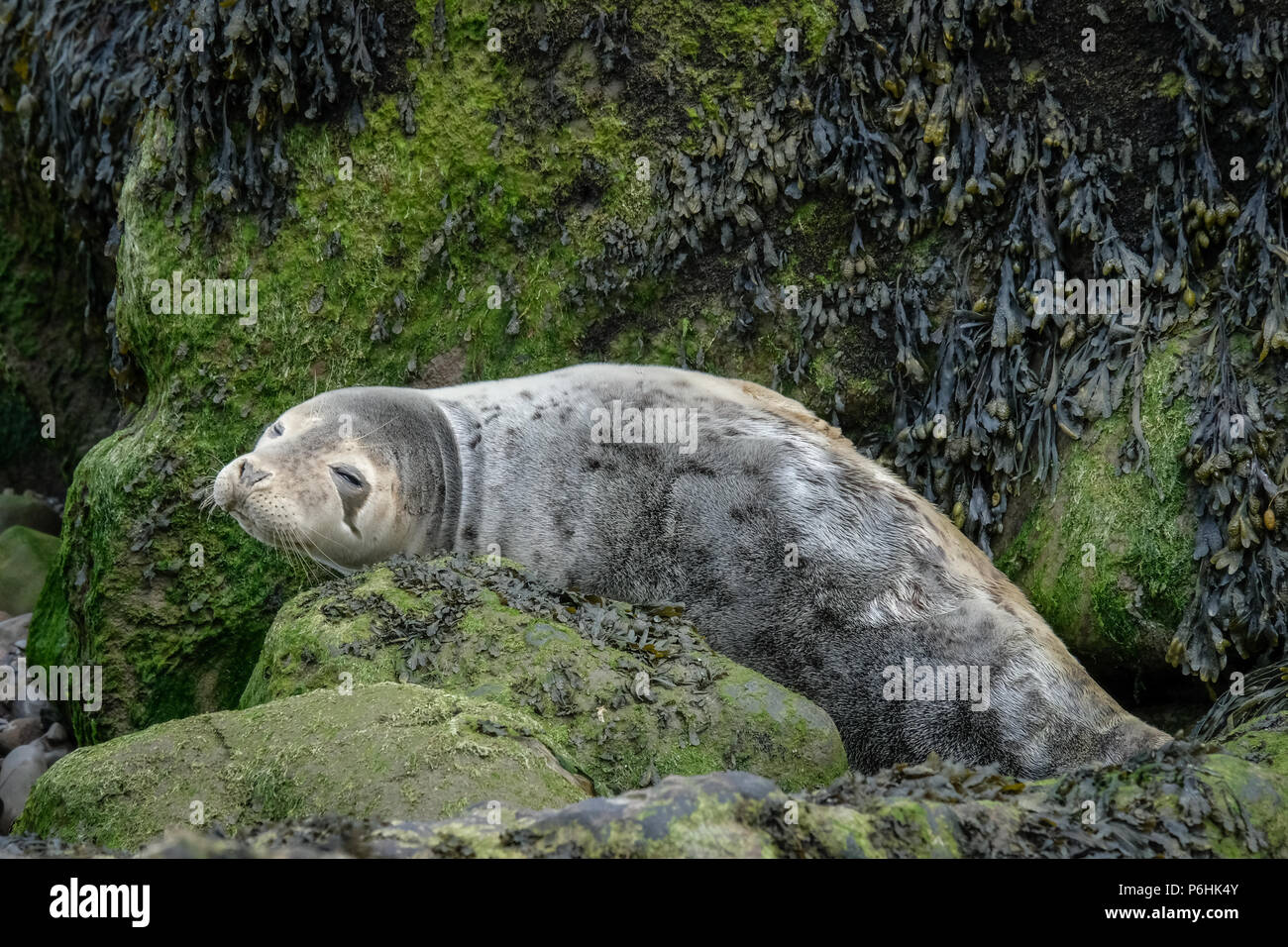 Peak alum works ravenscar hi-res stock photography and images - Alamy
