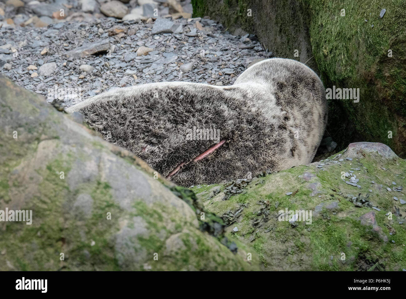 The seal colony at Ravenscar can be reached by taking the steep walk ...