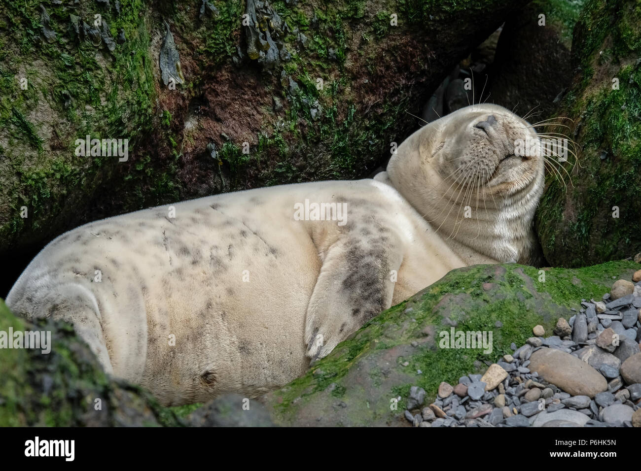 The seal colony at Ravenscar can be reached by taking the steep walk ...