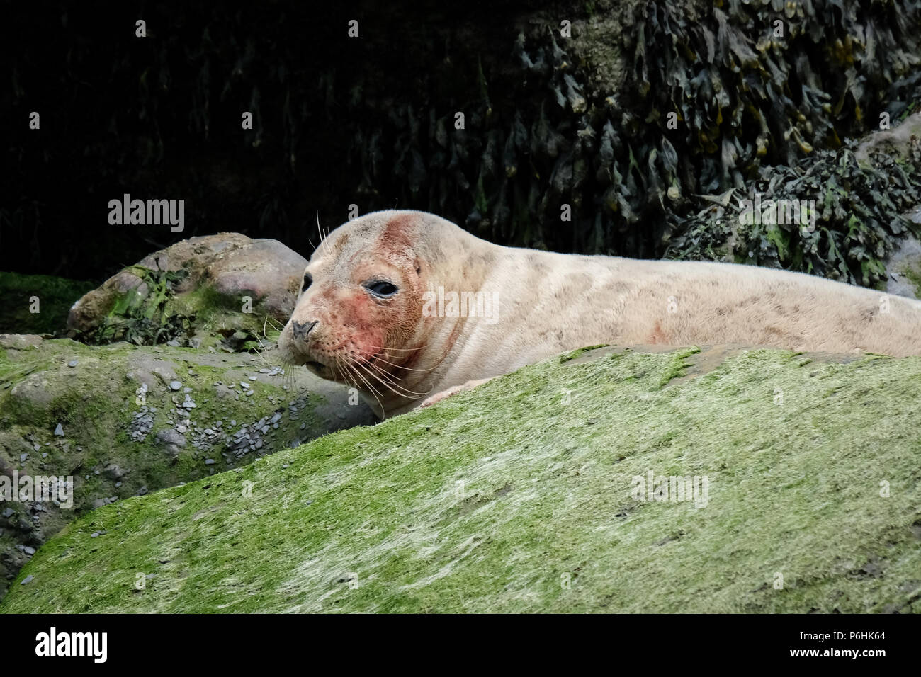 The seal colony at Ravenscar can be reached by taking the steep walk ...