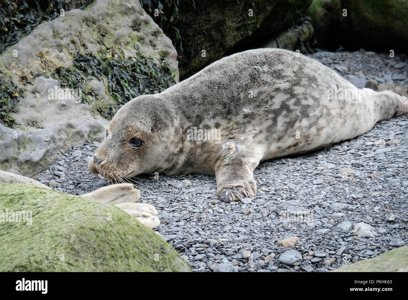 The seal colony at Ravenscar can be reached by taking the steep walk ...
