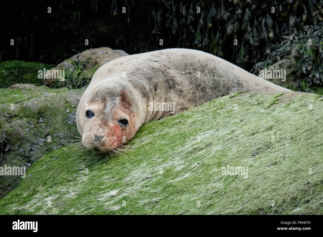 The seal colony at Ravenscar can be reached by taking the steep walk ...