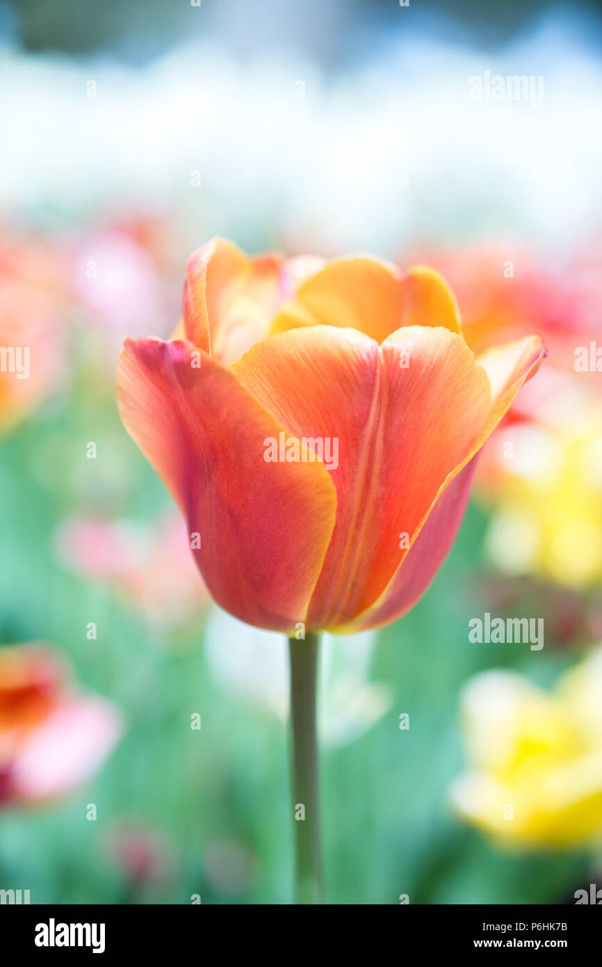 Outstanding colorful tulip flower bloom in the spring garden Stock ...