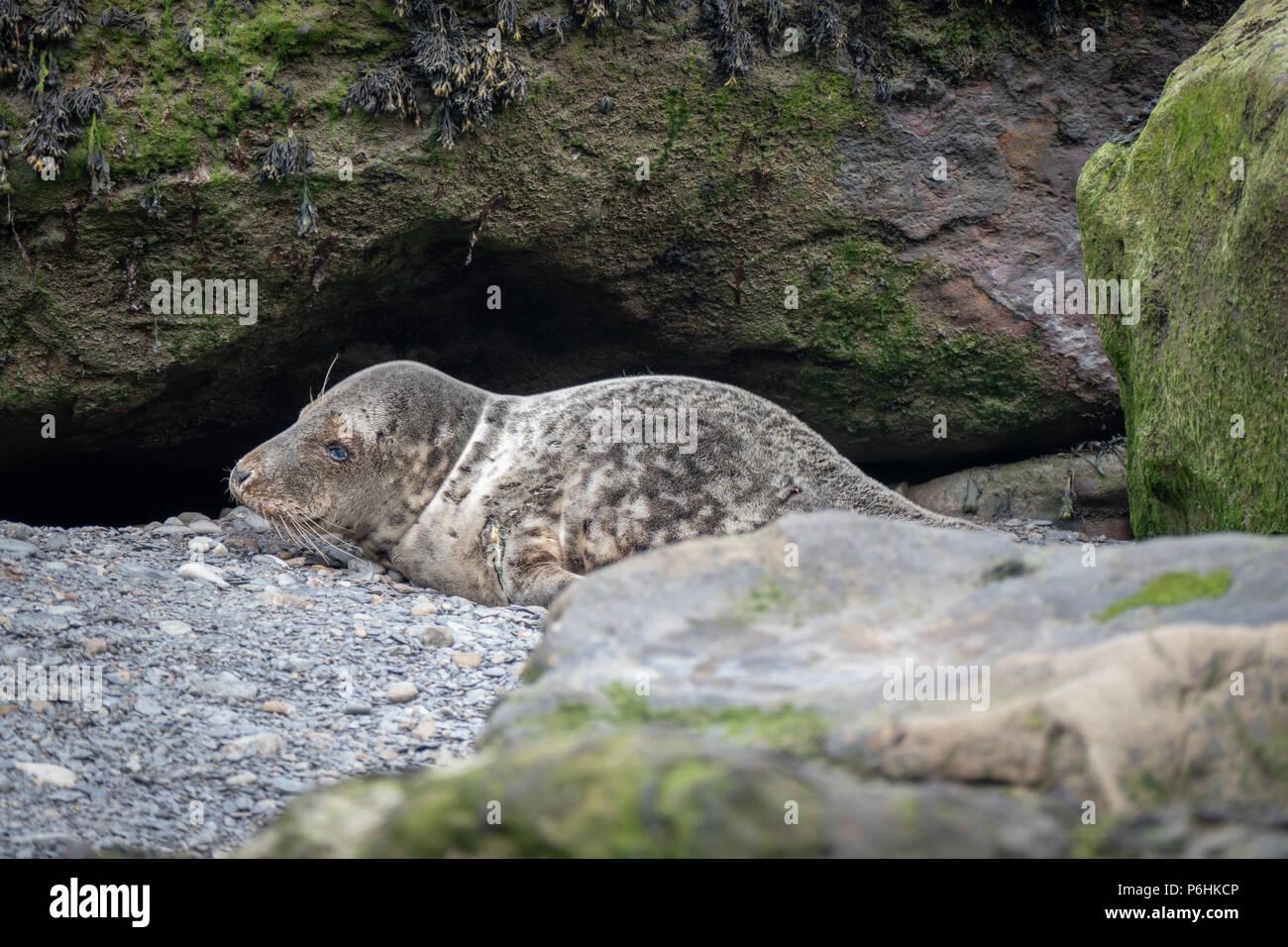 The seal colony at Ravenscar can be reached by taking the steep walk ...