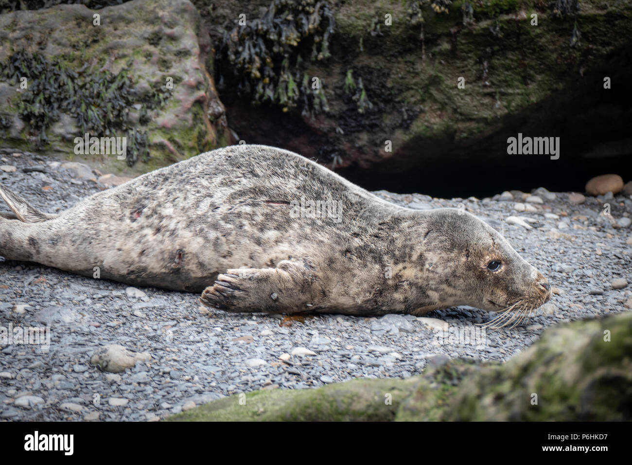 The seal colony at Ravenscar can be reached by taking the steep walk ...