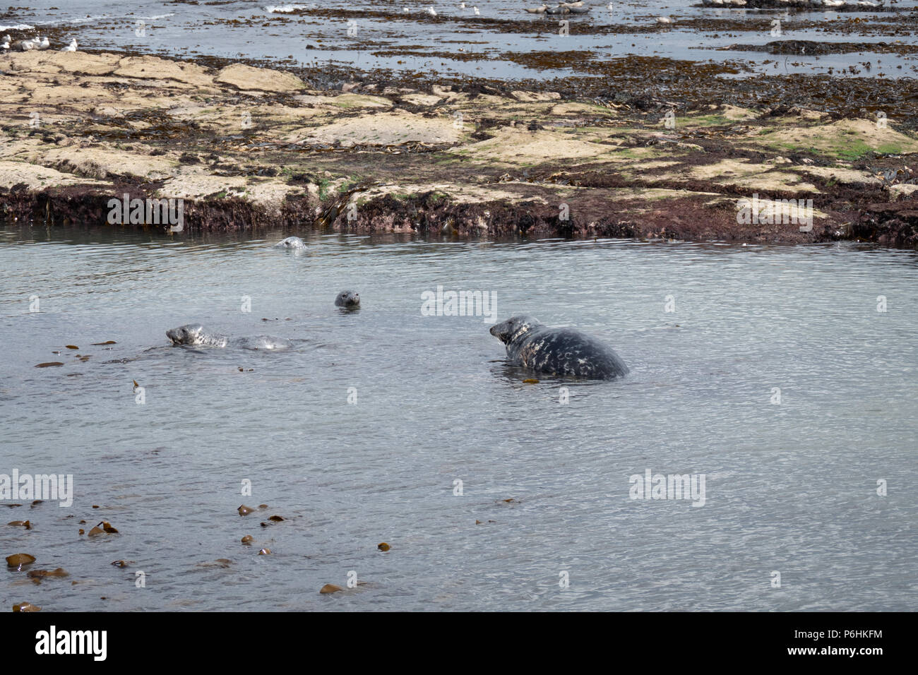 Peak Alum Works Ravenscar High Resolution Stock Photography and Images ...