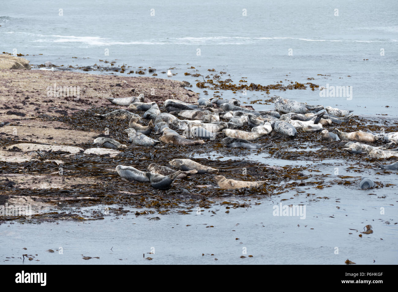 Grey seals ravenscar hi-res stock photography and images - Alamy