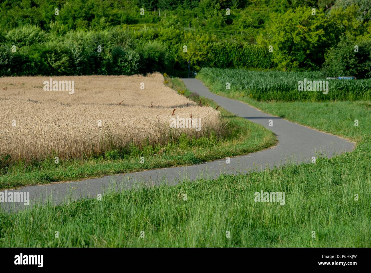 asphalt country road in summer Stock Photo - Alamy