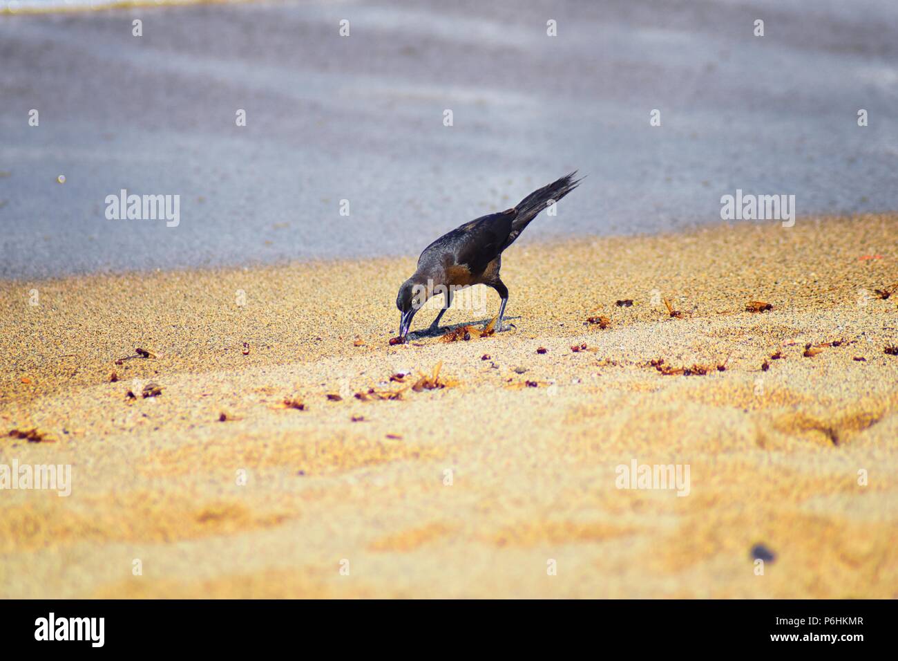 Great-tailed Grackle birds eating Winged Male Drone Leafcutter ants ...