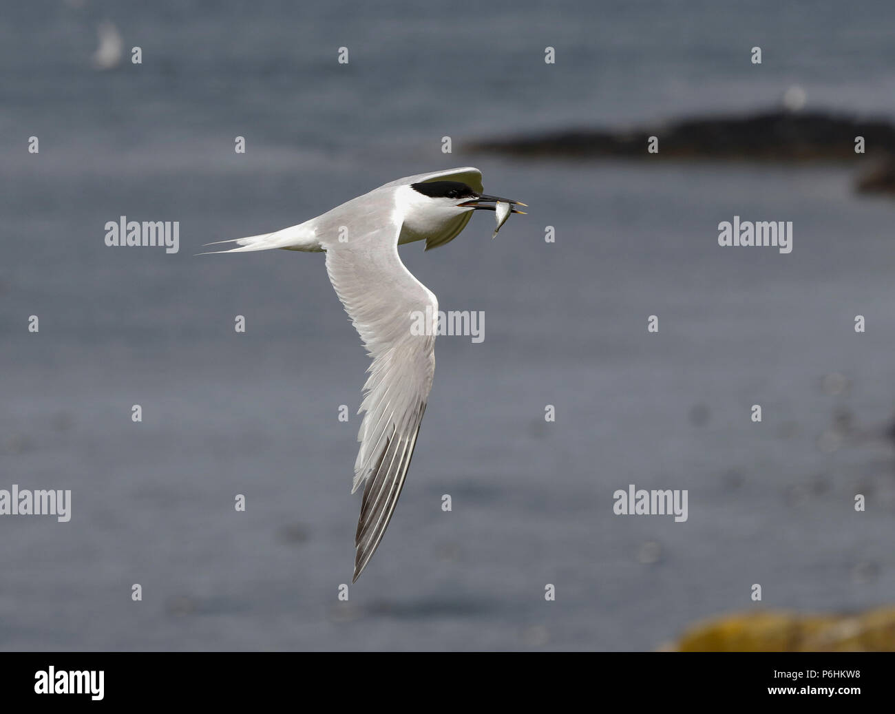 Sanwich Tern (Sterna sandvicensis Stock Photo - Alamy