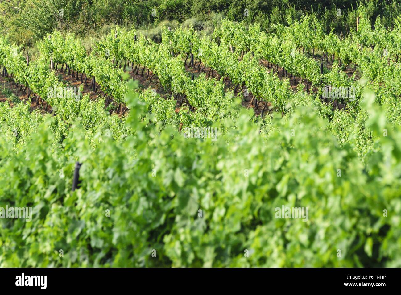 campo de vides, Serres,departamento del Aude, Languedoc-Roussillon ...