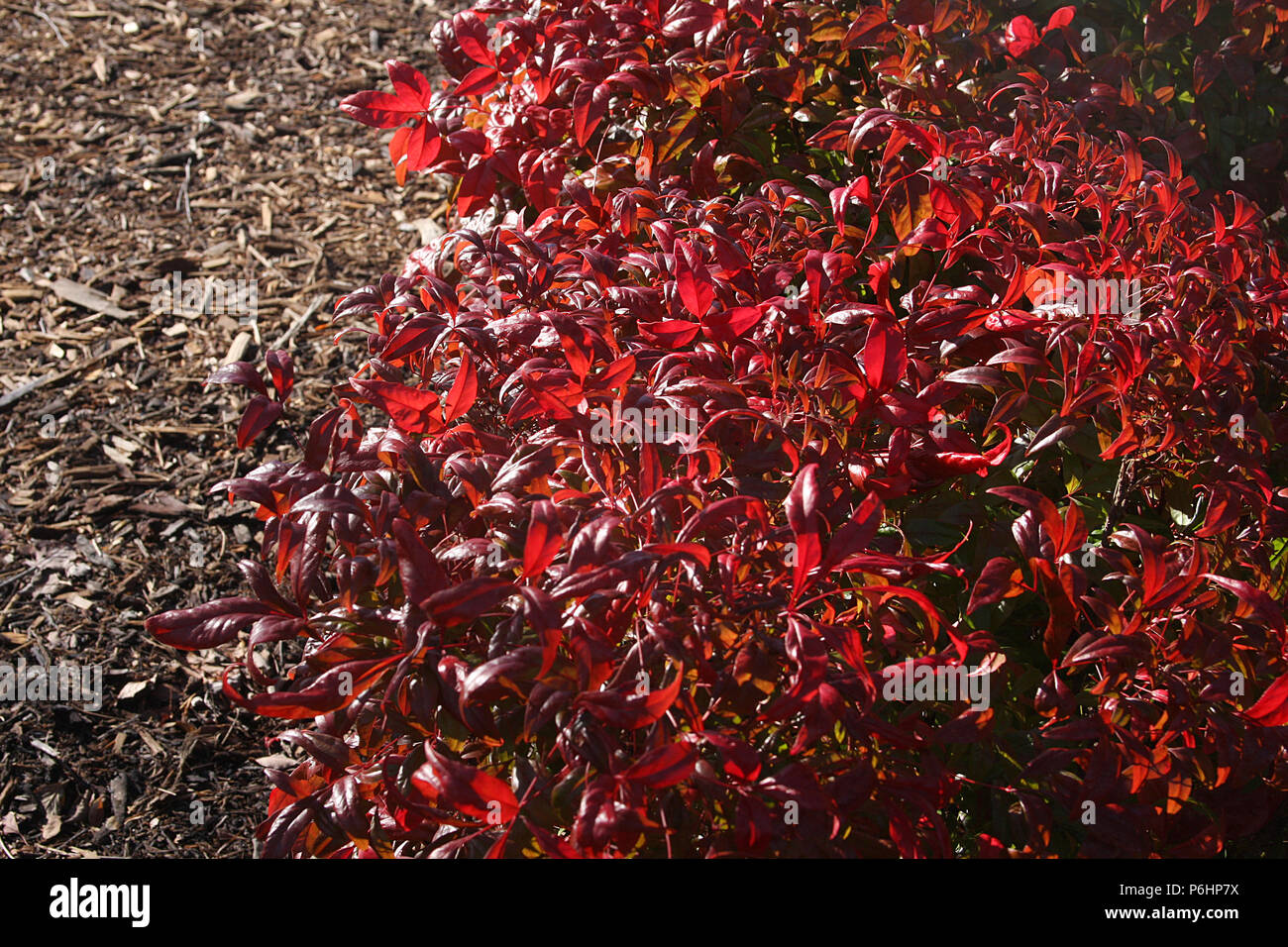 Nandina domestica (Heavenly bamboo) shrub Stock Photo - Alamy