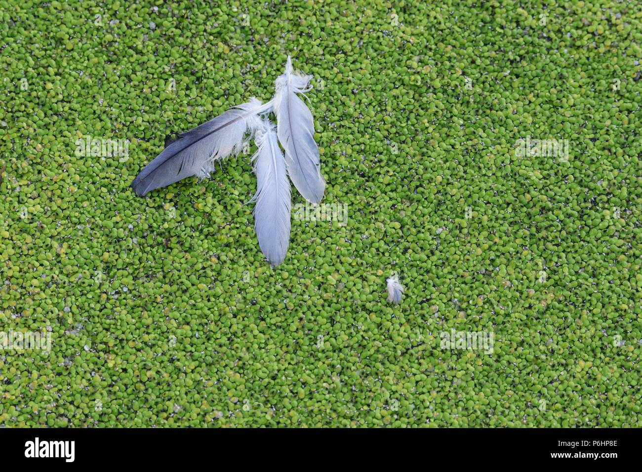 Algas de palma hi-res stock photography and images - Alamy