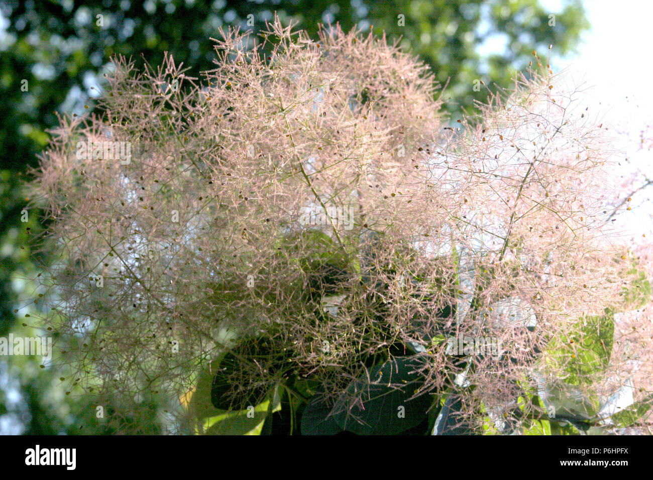 Smoke Trees High Resolution Stock Photography and Images - Alamy