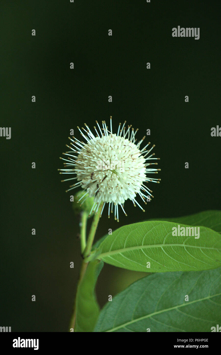 Buttonbush hi-res stock photography and images - Alamy
