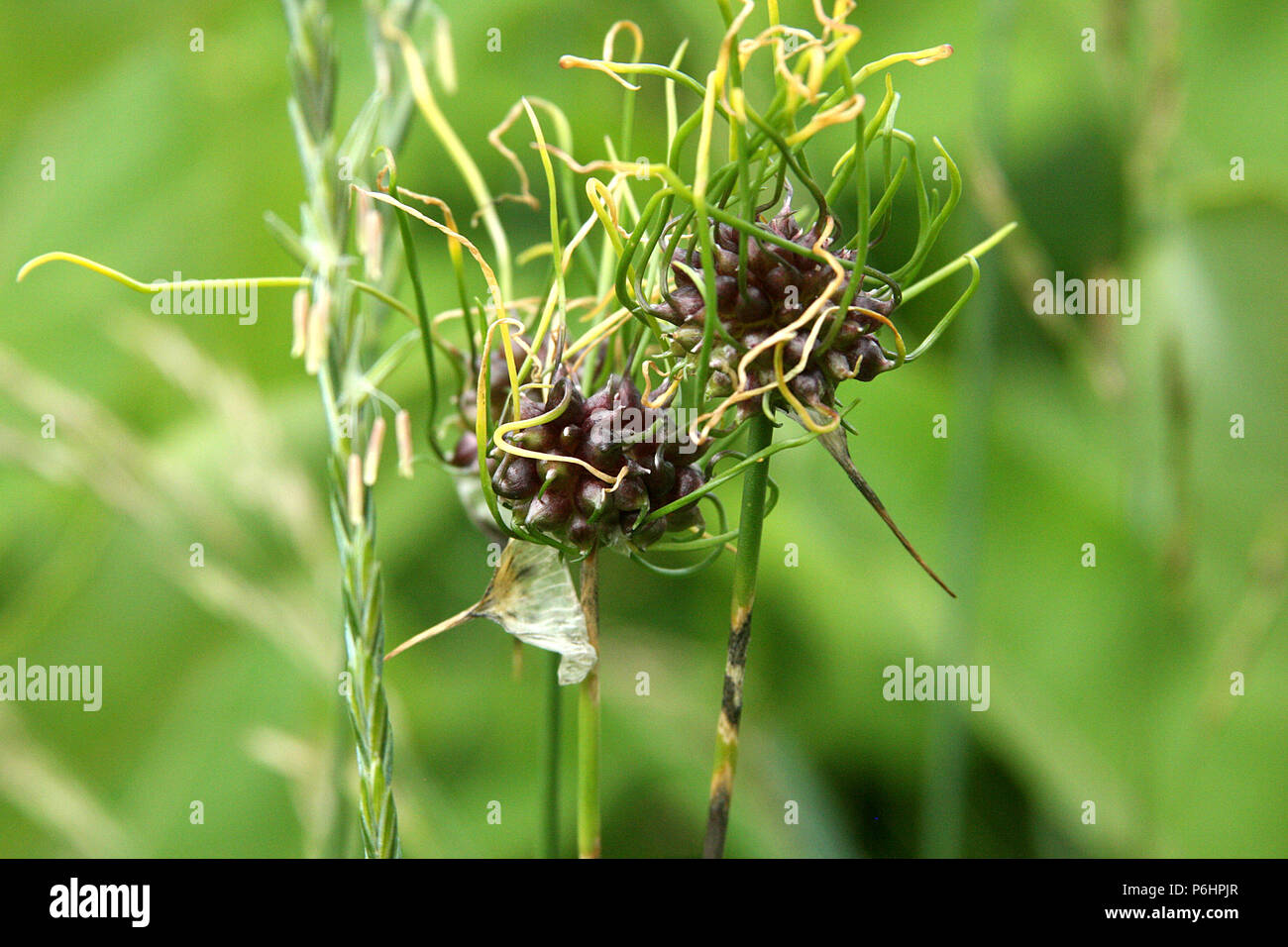 Bulbils hi-res stock photography and images - Alamy