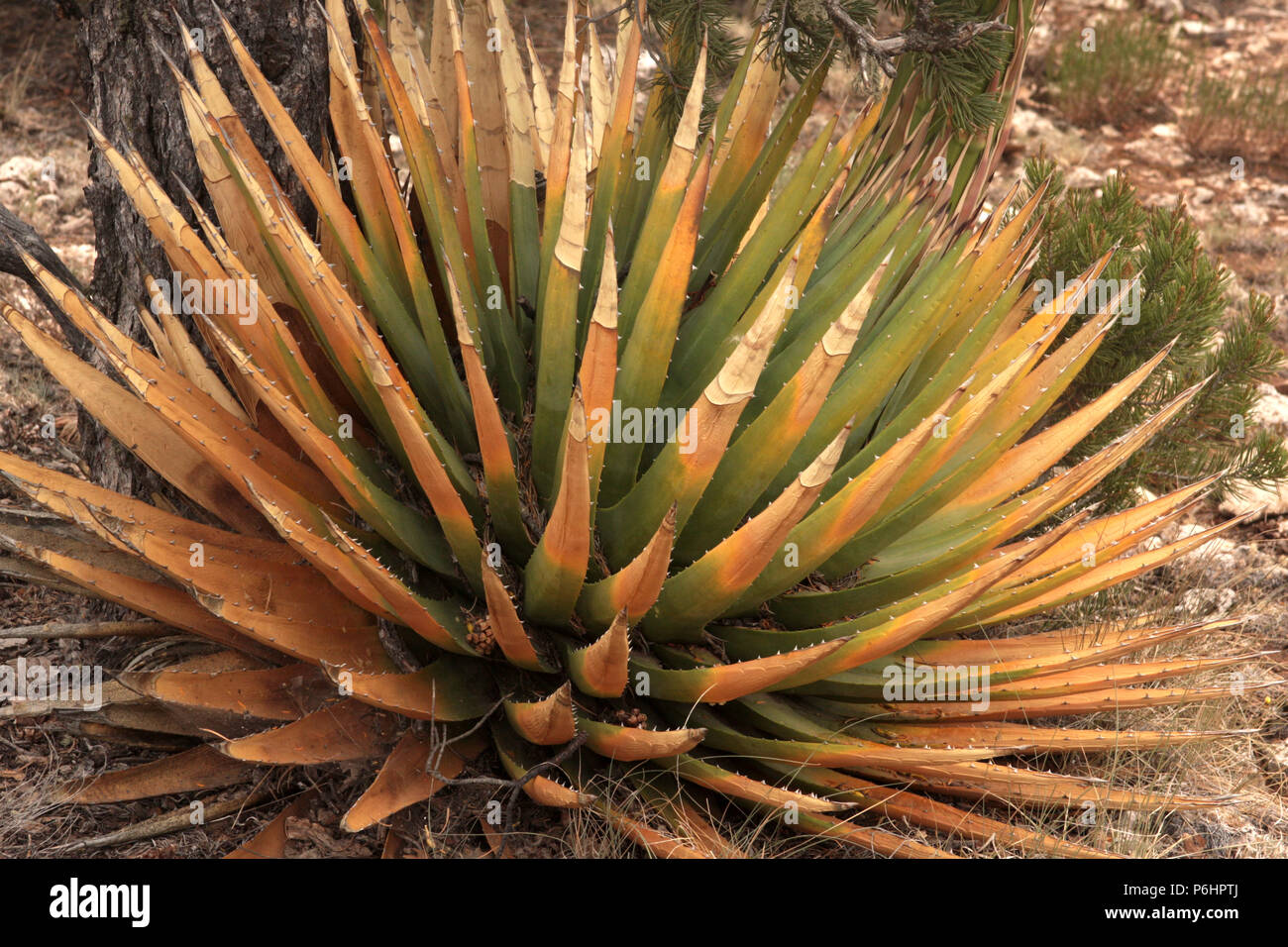Utah agave hi-res stock photography and images - Alamy