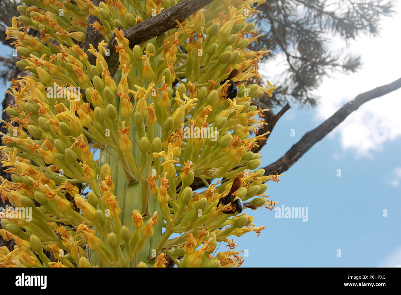 Utah Agave plant's inflorescence Stock Photo - Alamy