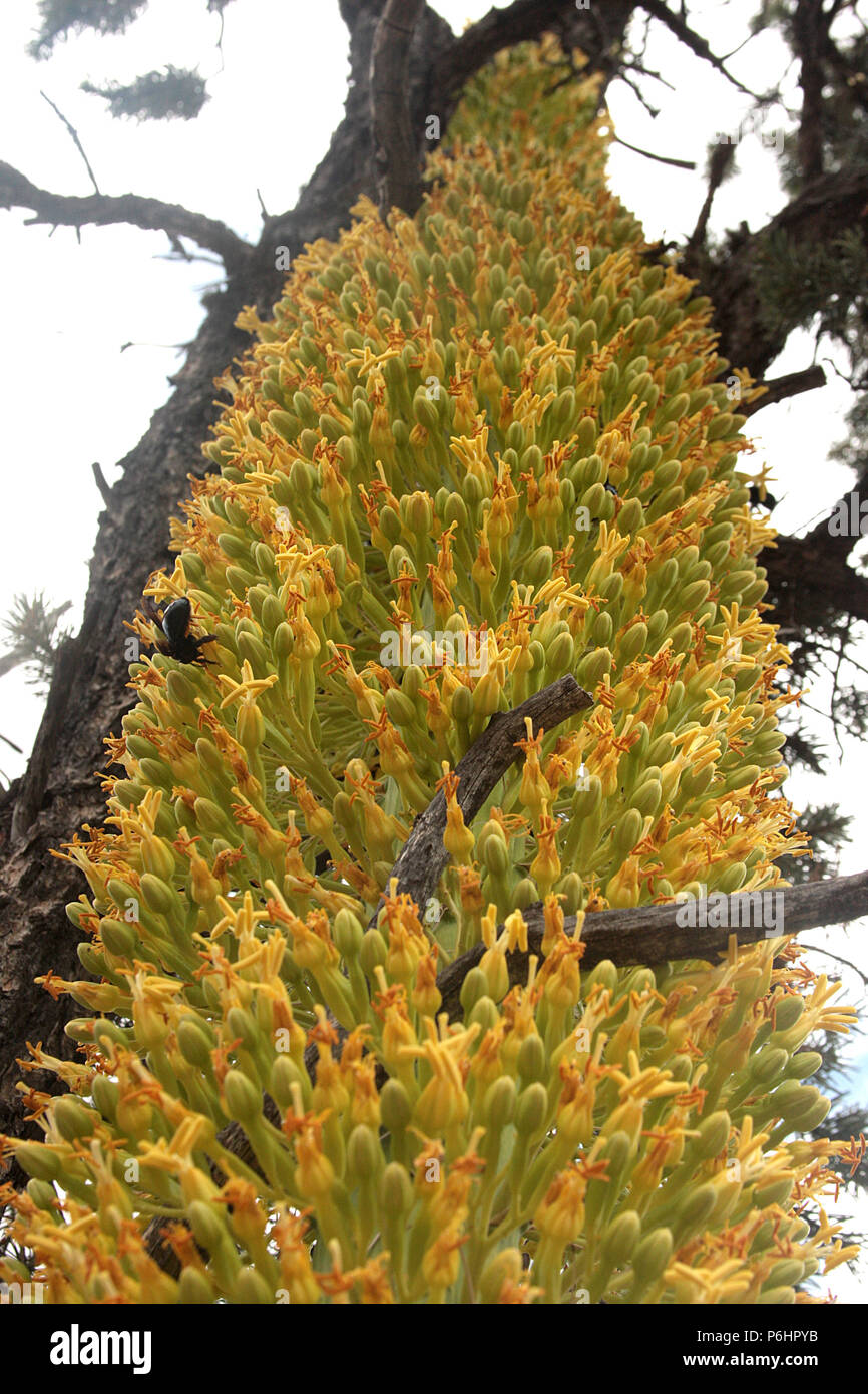 Agave utahensis hi-res stock photography and images - Alamy